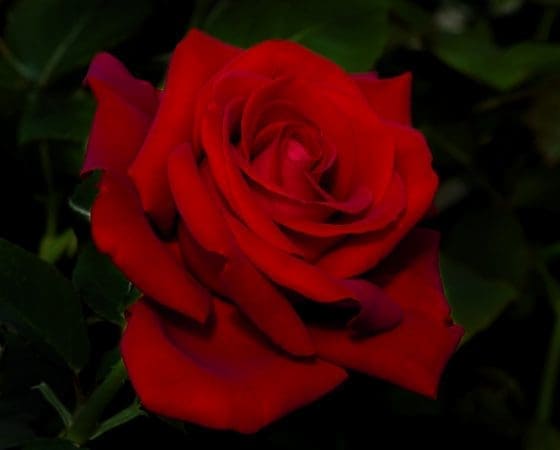 Drop Dead Red™ - Otto & Sons Nursery