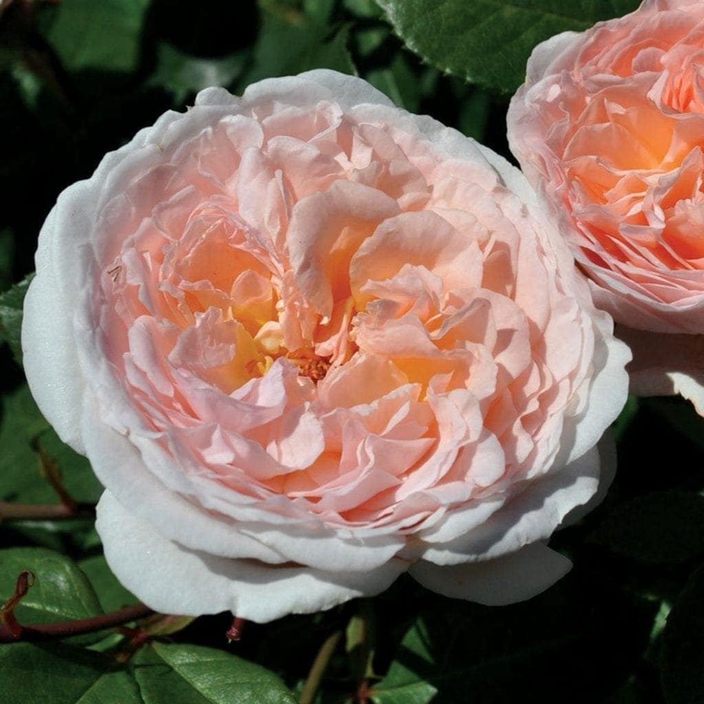 Bliss Parfuma® - Otto & Sons Nursery