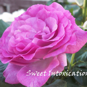 Intrigue - Otto & Sons Nursery