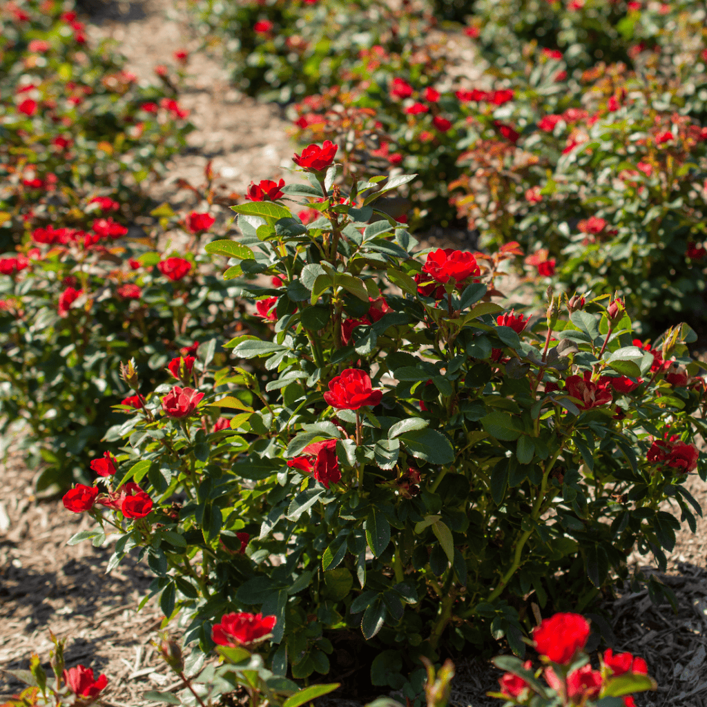 Petite Knock Out Rose® - Otto & Sons Nursery