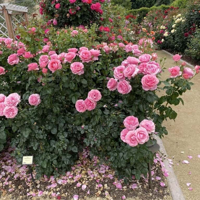 Catalog - Otto & Sons Nursery