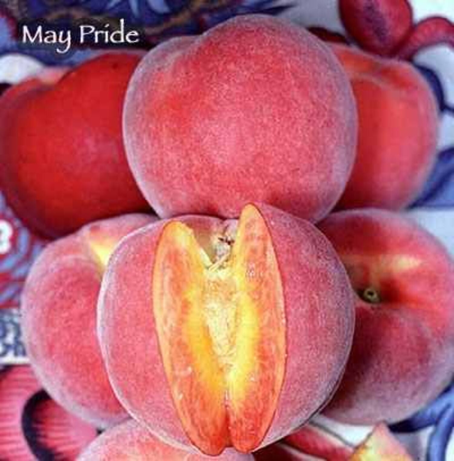 PEACH May Pride - semi-dwarf - Otto & Sons Nursery
