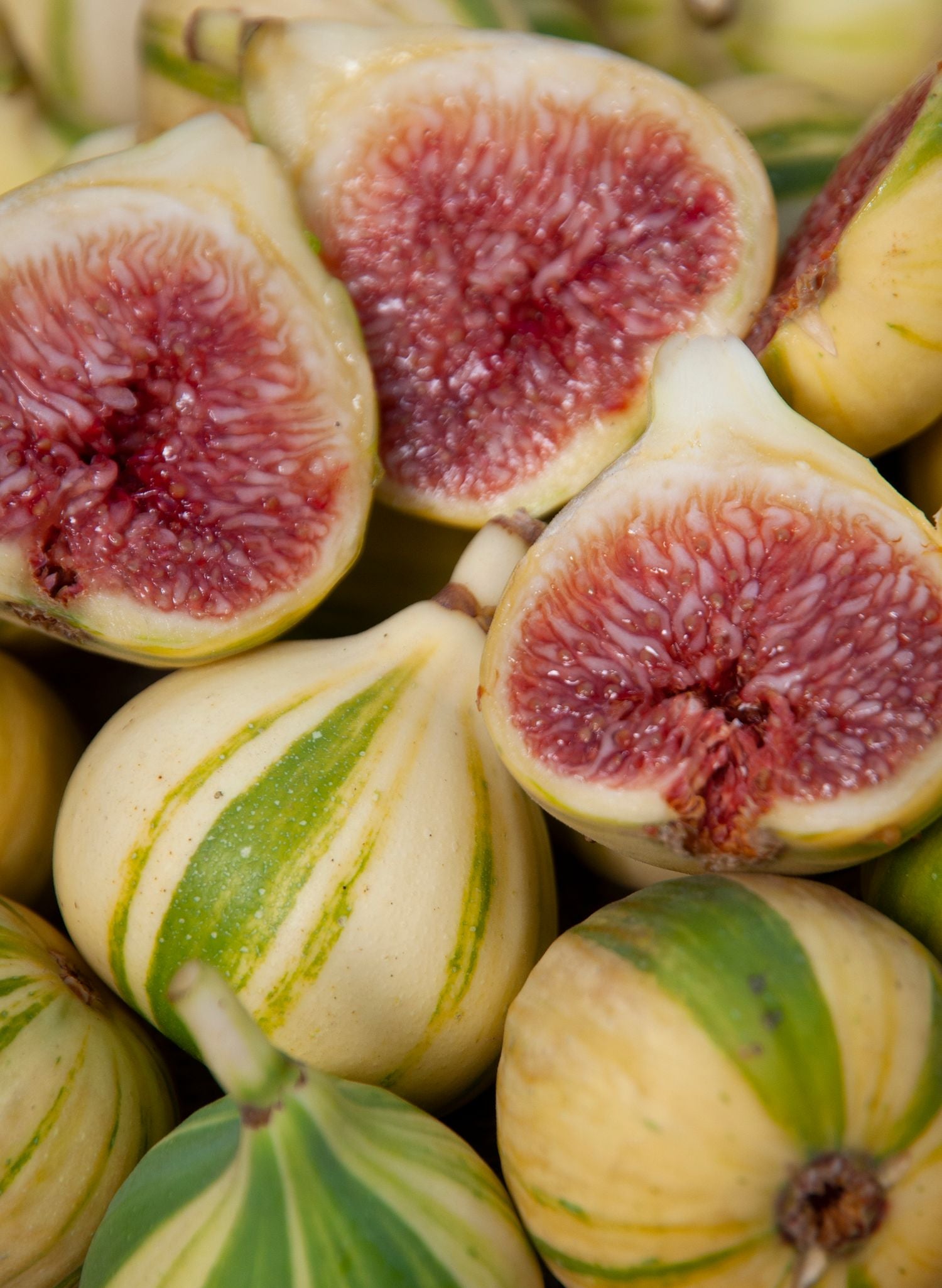 FIG Panache Tiger - Otto & Sons Nursery