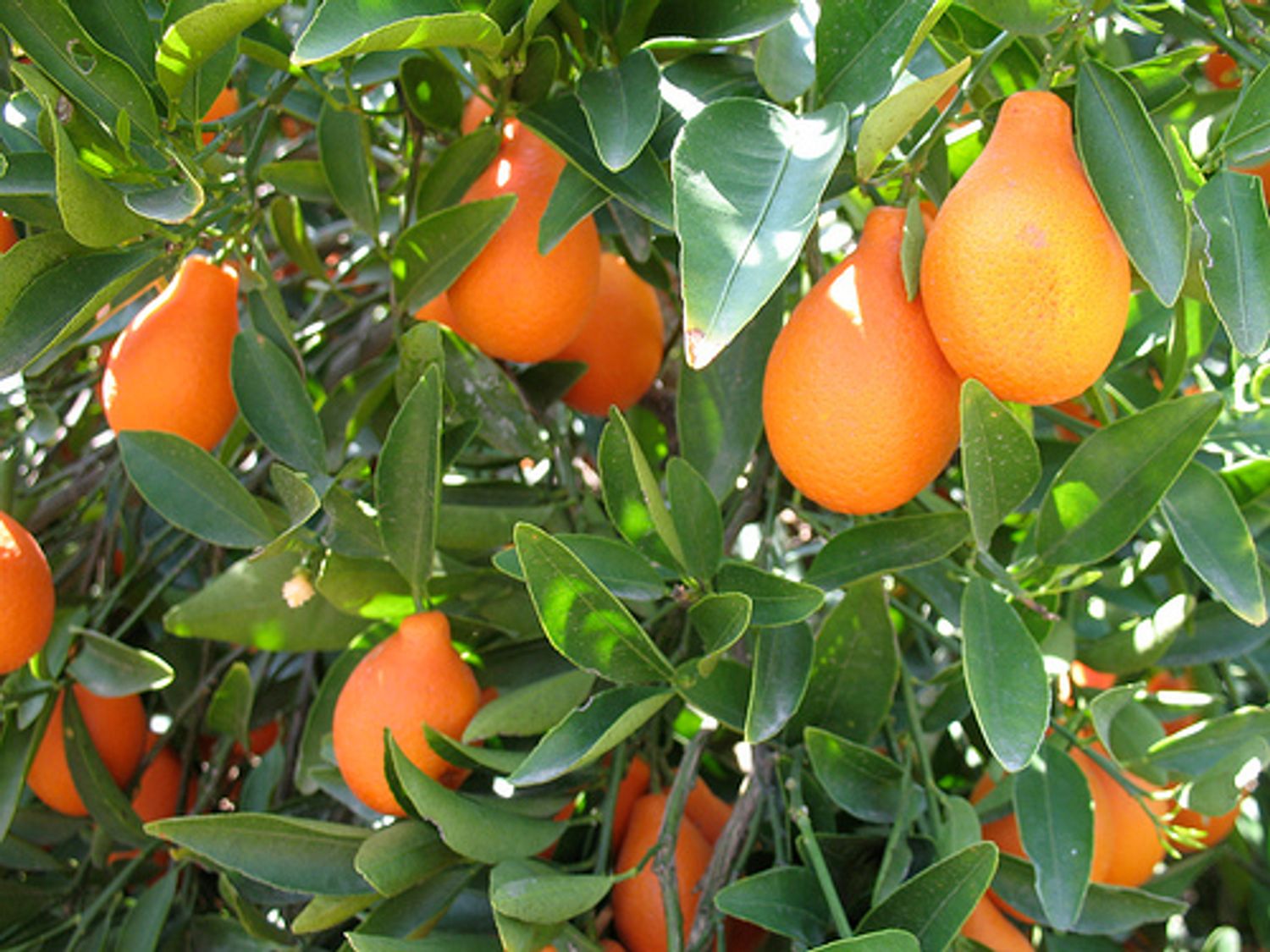 CITRUS Mandarinquat 'Indio' -TREE semi-dwarf - Otto & Sons Nursery